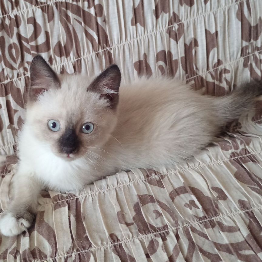 Сиамский котёнок