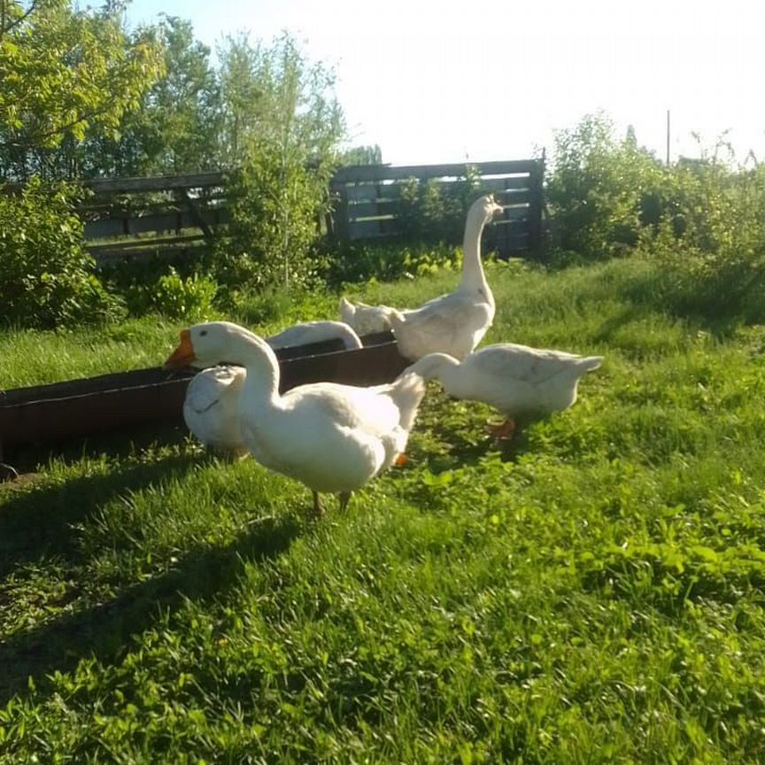 Гусь