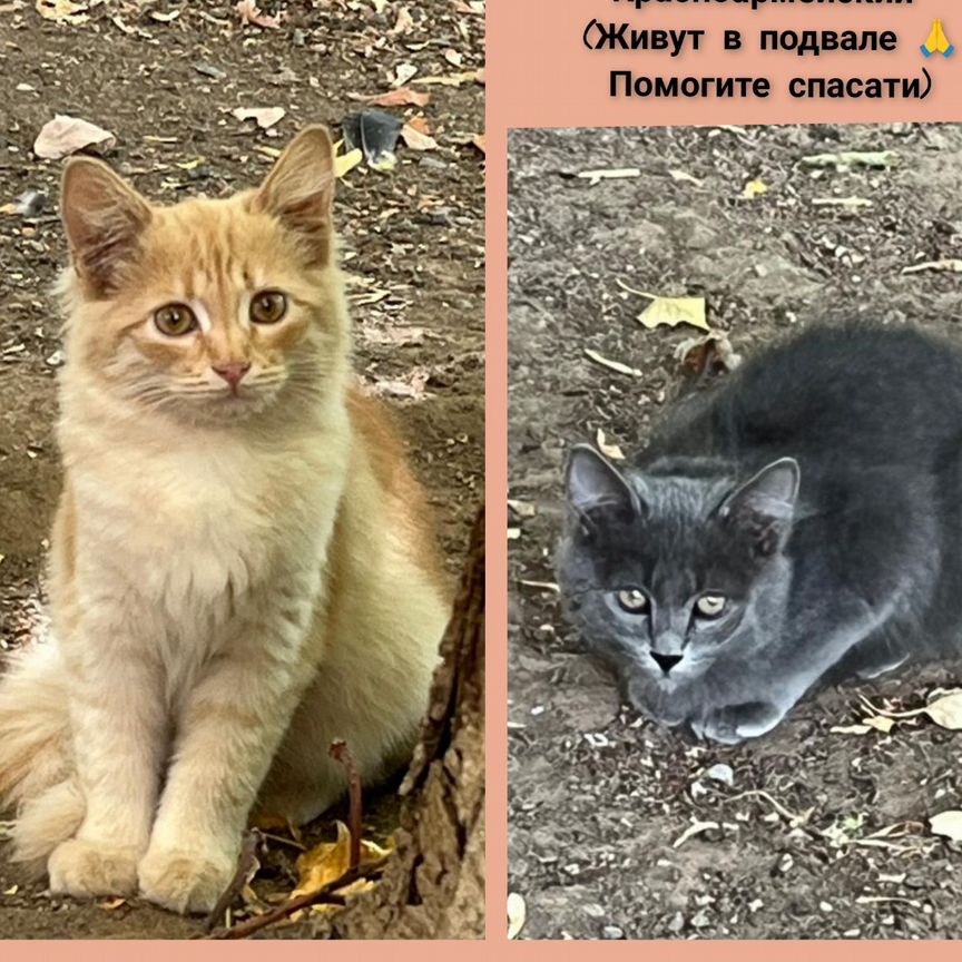Котята на улице мёрзнут в добрые руки