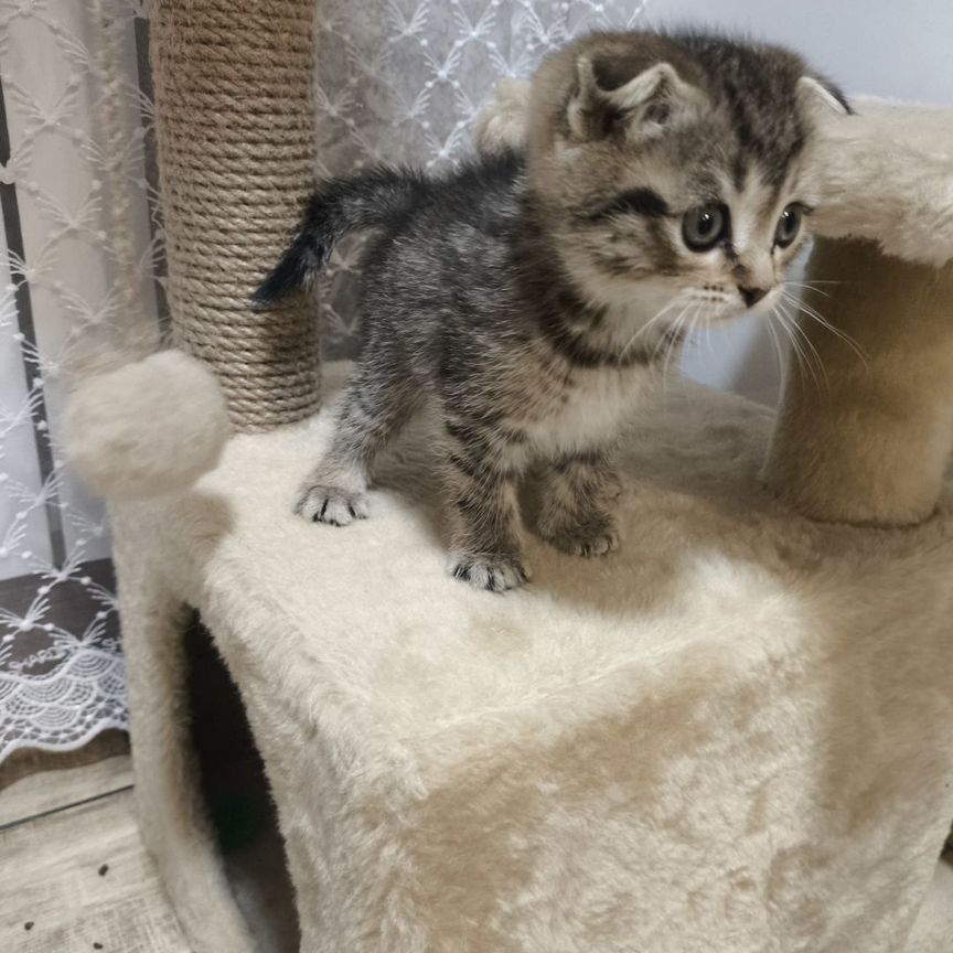 Отдам котёнка вислоухий