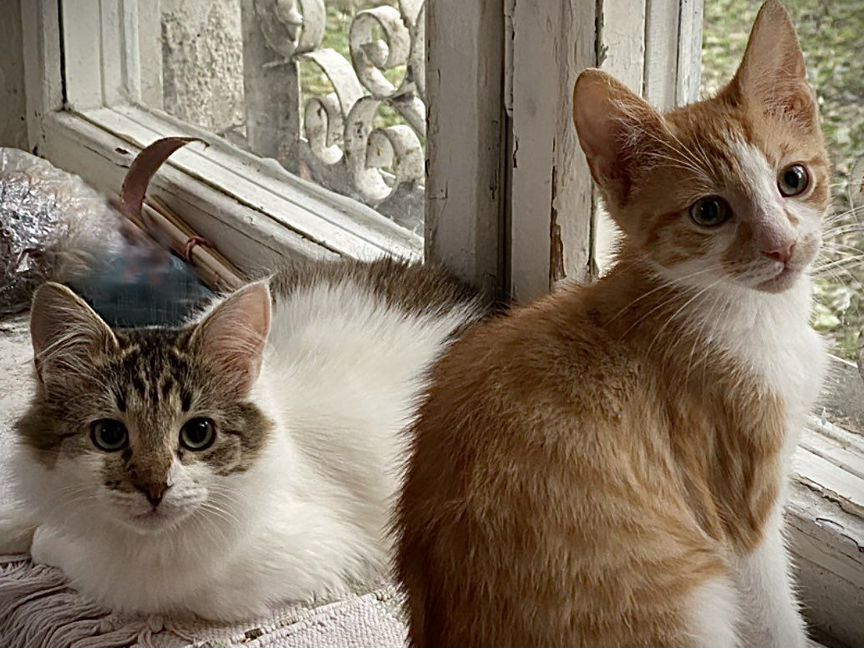Котята бесплатно
