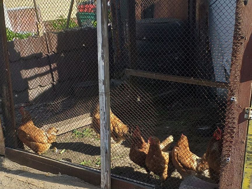 Куры несушки продам