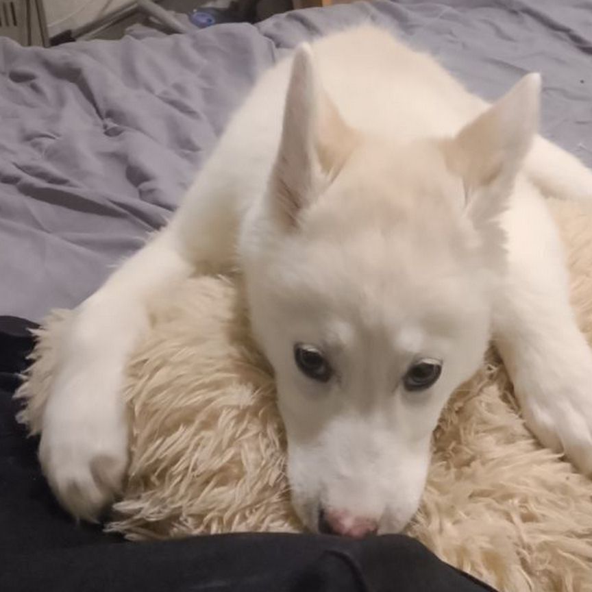 Щенок в добрые руки