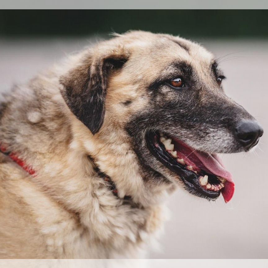 Взрослый пёс в добрые руки