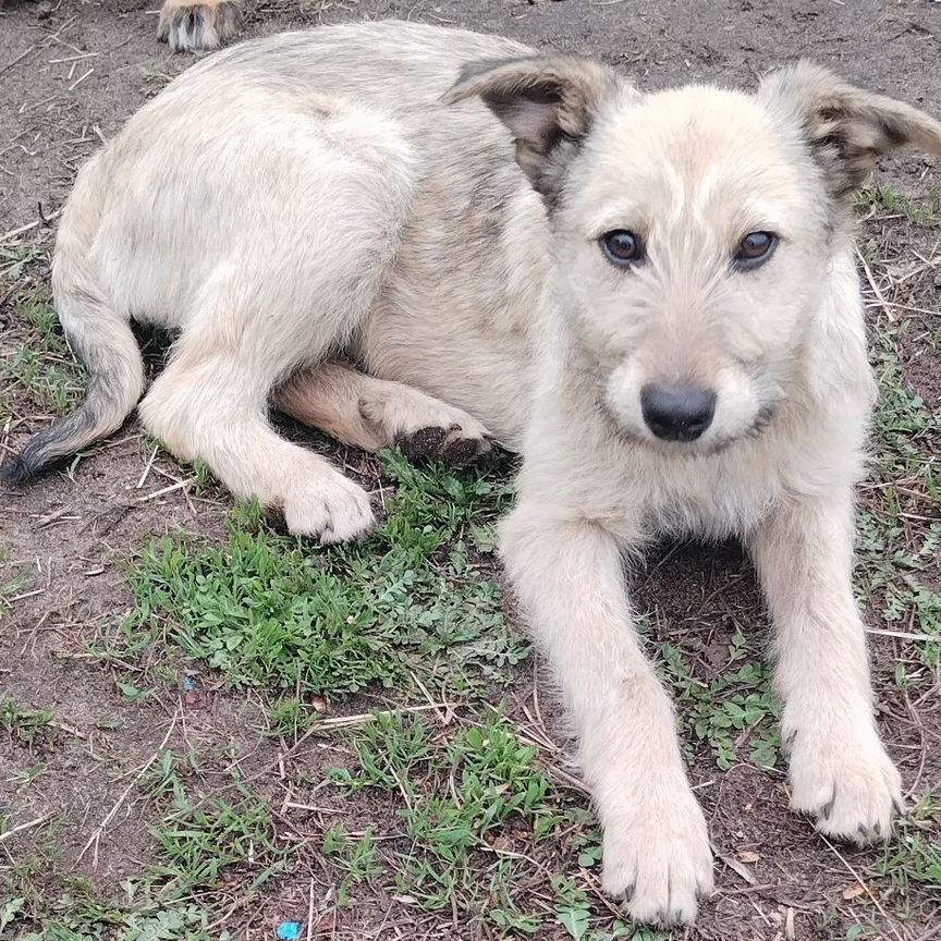 Щенок в добрые руки