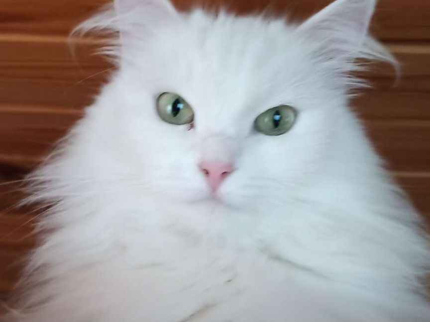 Кошка турецкая ангора