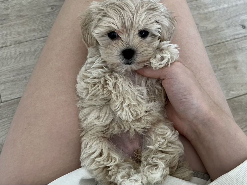 Мальтипу F1 mini baby face