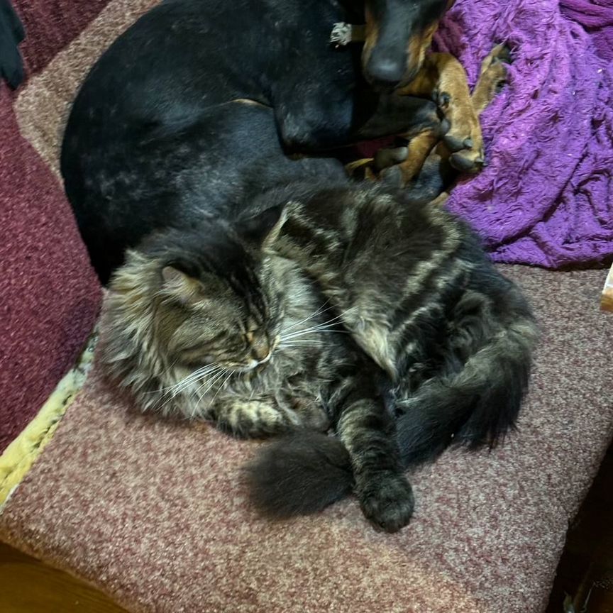 Доберман (без ушей)