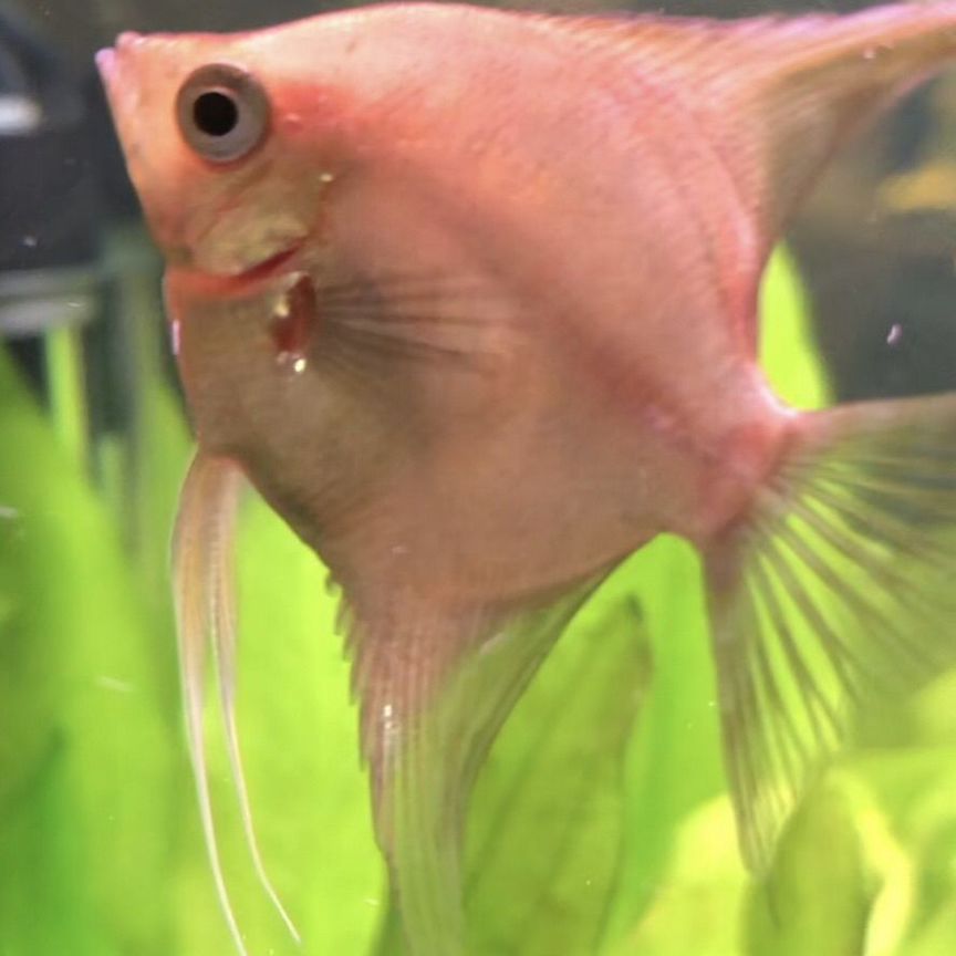 Рыбки скалярии