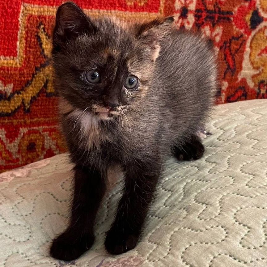 Котёнок от частного владельца