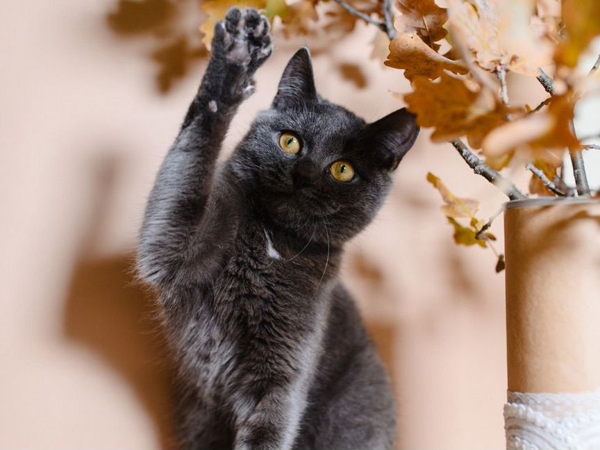 Луня– милота малюсенькая, ищет дом