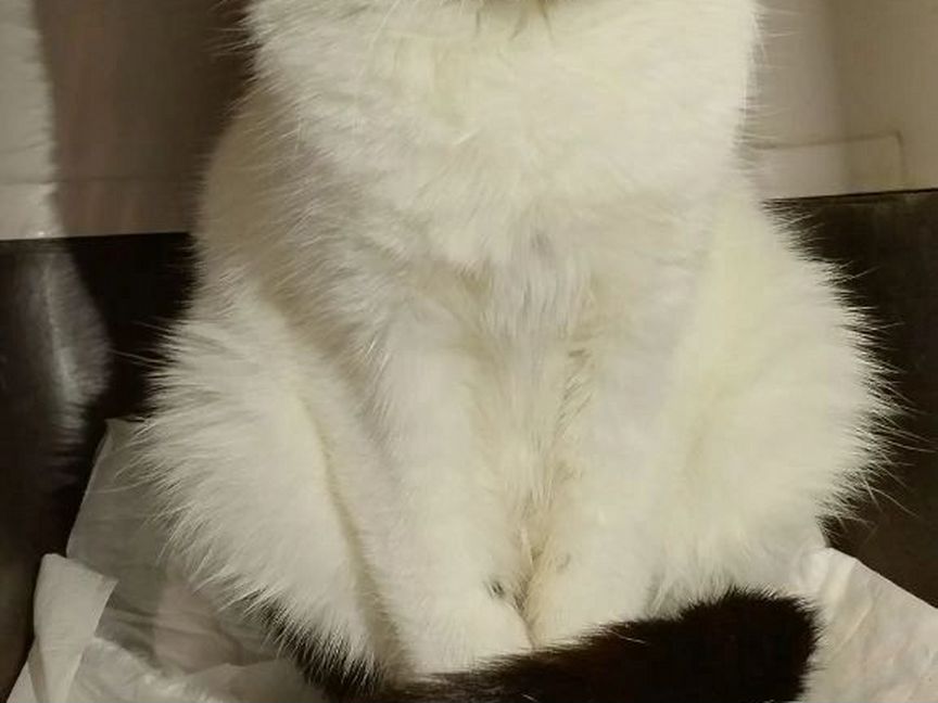Котик молодой