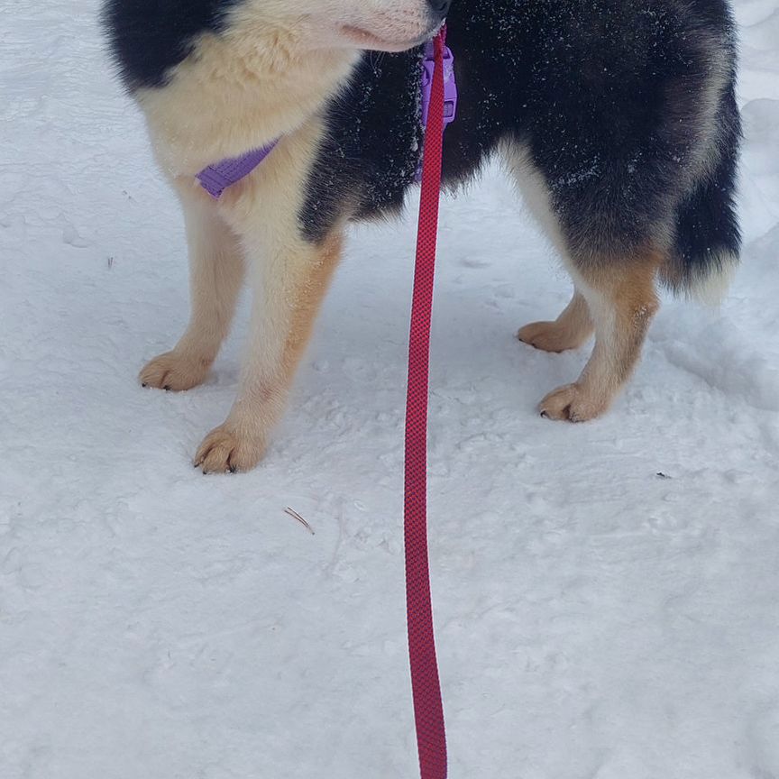 Помски, взрослая собака