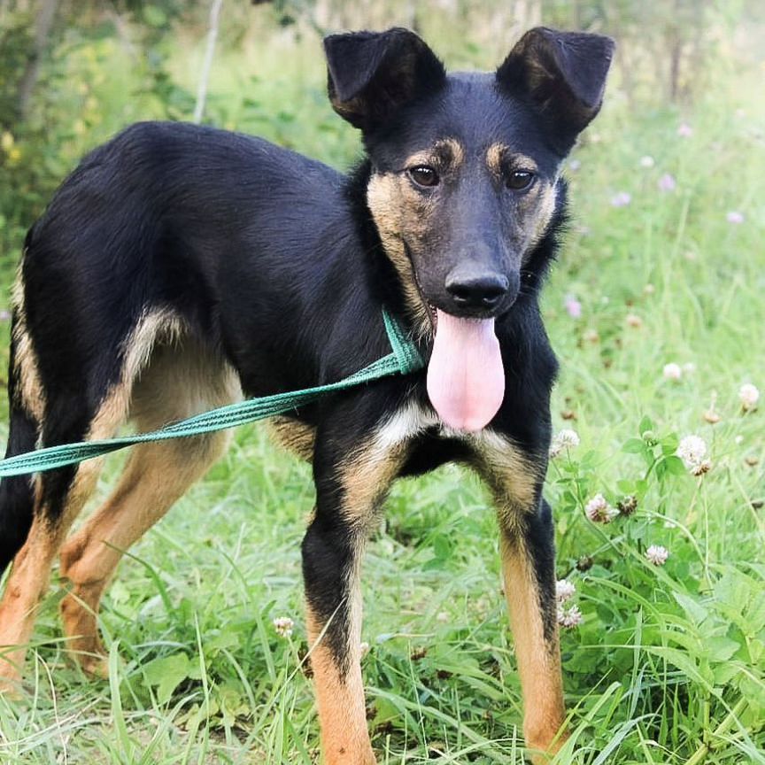 Собака в добрые руки отдам бесплатно