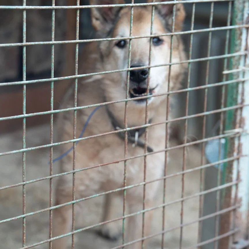 Собака гаснет на глазах