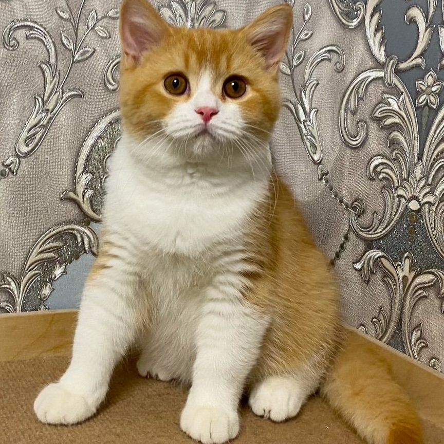 Британский котенок