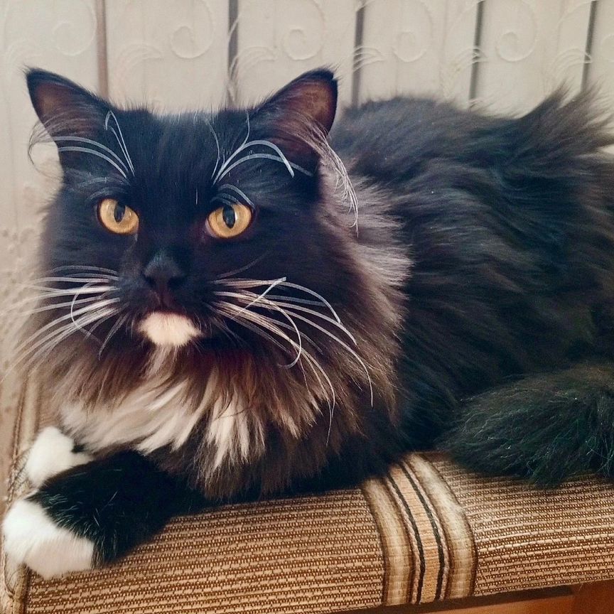 Пушистая кошечка Майя