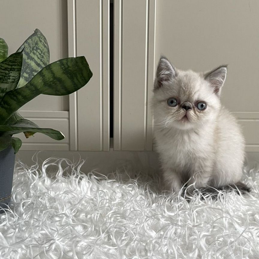 Экзотический короткошёрстный котёнок