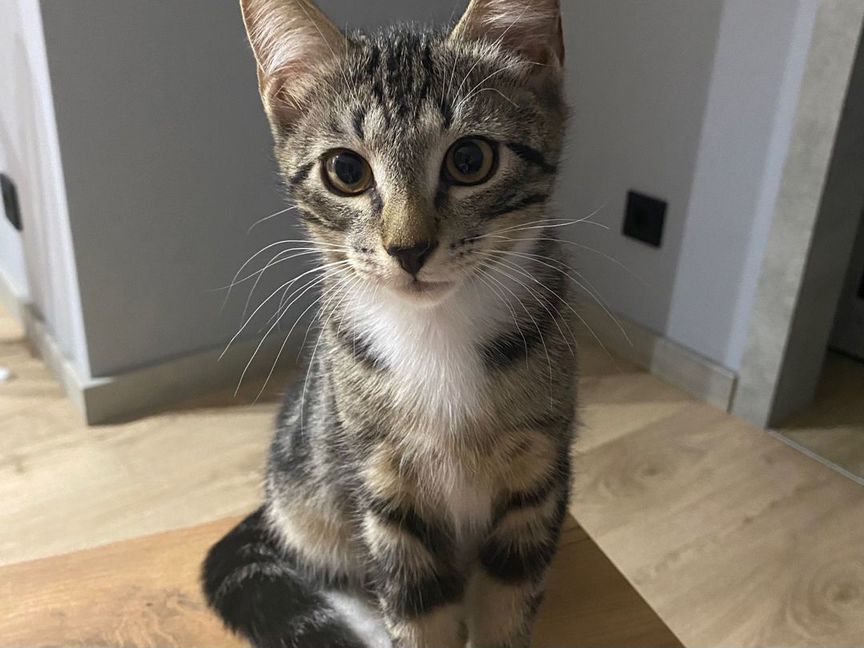 Отдаётся в добрый руки котёнок (мальчик)