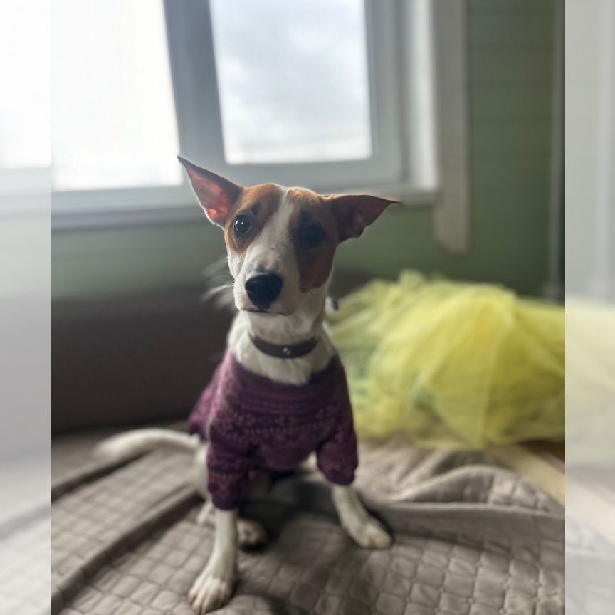 Щенок джек рассел мальчик