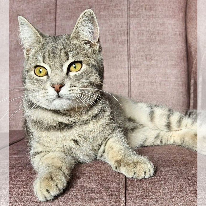 Котёнок Луна 6 месяцев