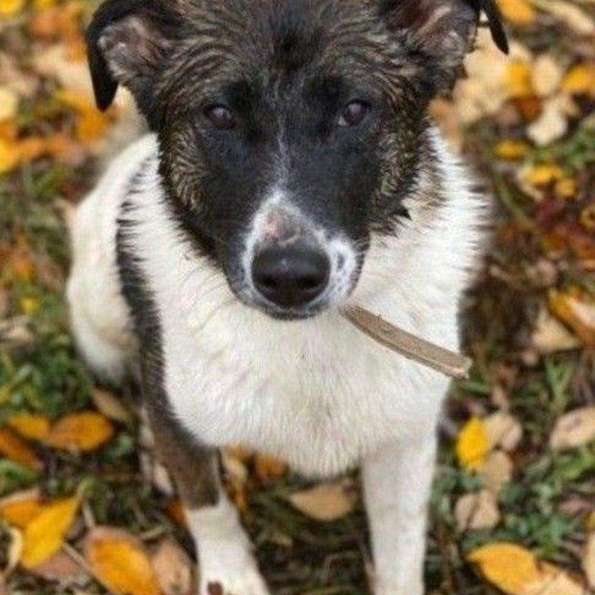 Наш потрясающий Генри растопит ваше сердце