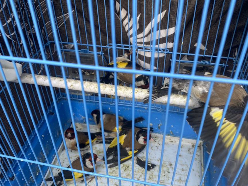 Птица шеголь