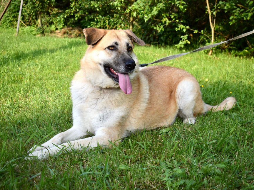 Собака девочка Леси 3 года