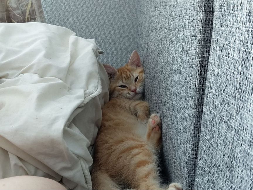Британские котята