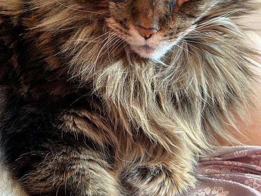 Потерялась кошка мейнкун