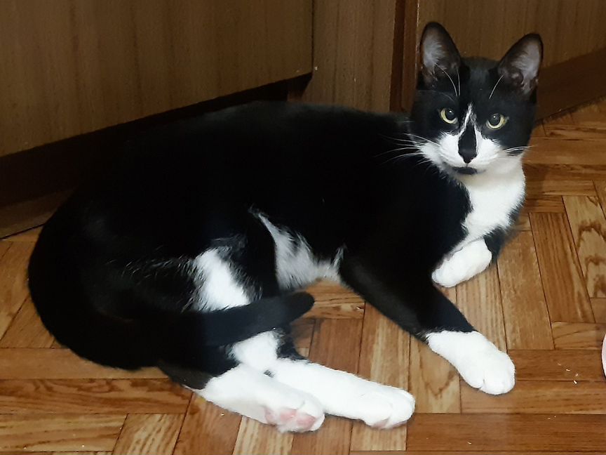 Кошки в добрые руки бесплатно