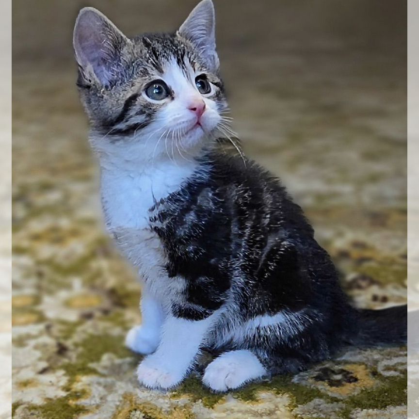 Котёнок в добрые руки
