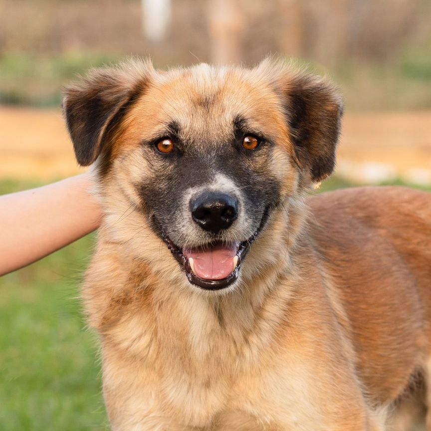 Собака из приюта в добрые руки