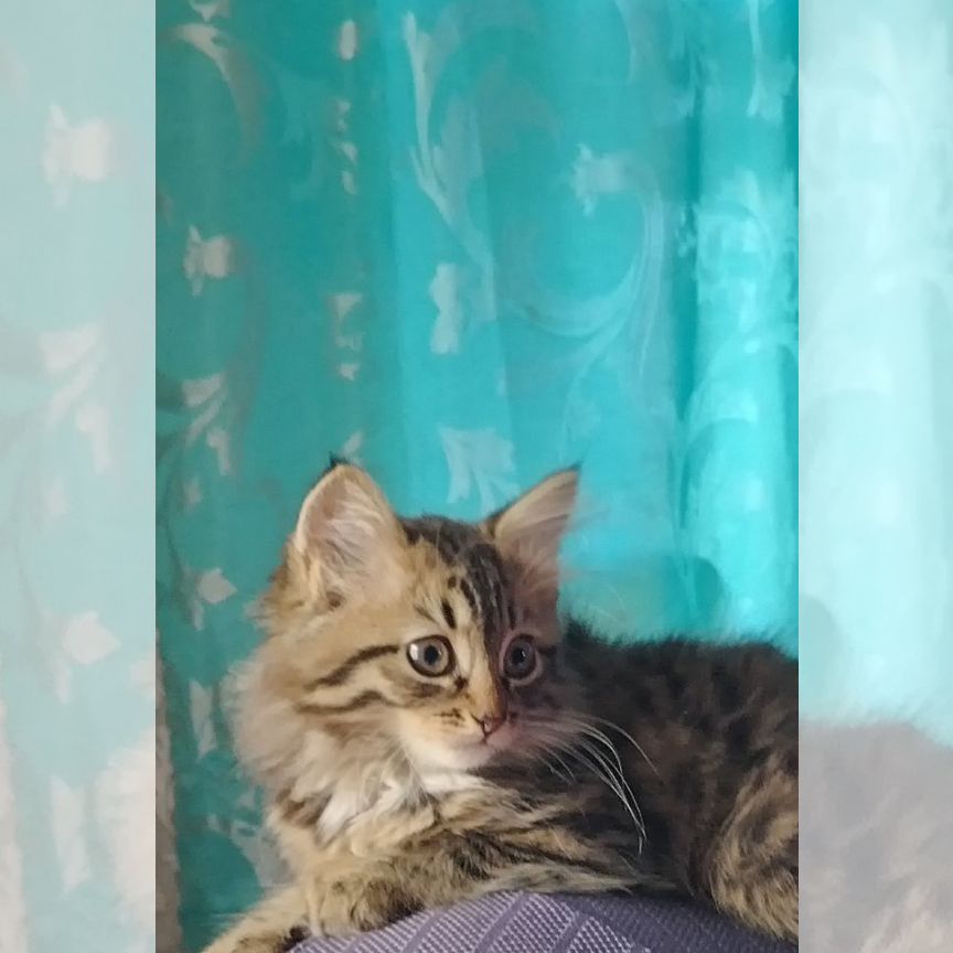 Кот