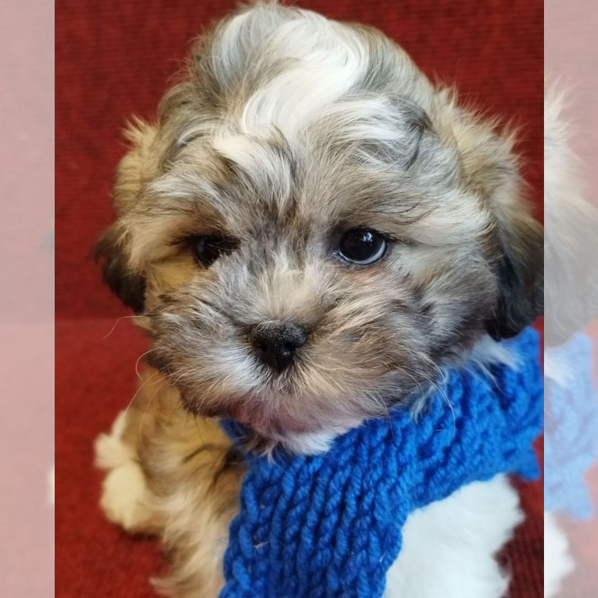 Мальтипу, щенок