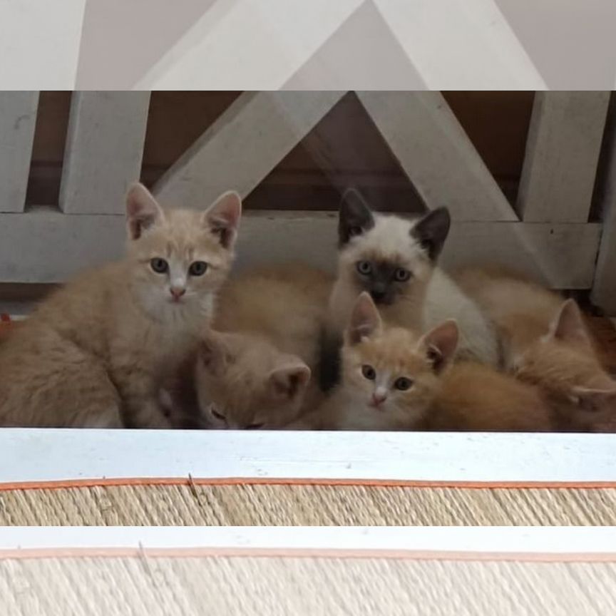 Котята в добрые руки бесплатно