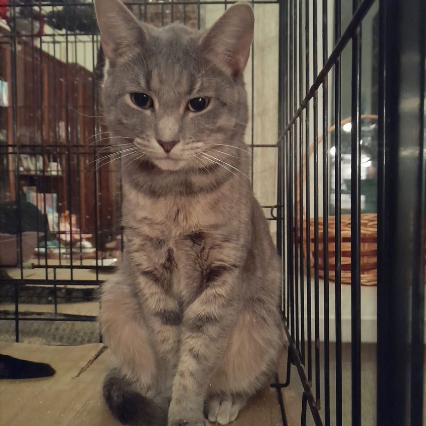 Котенок чудо