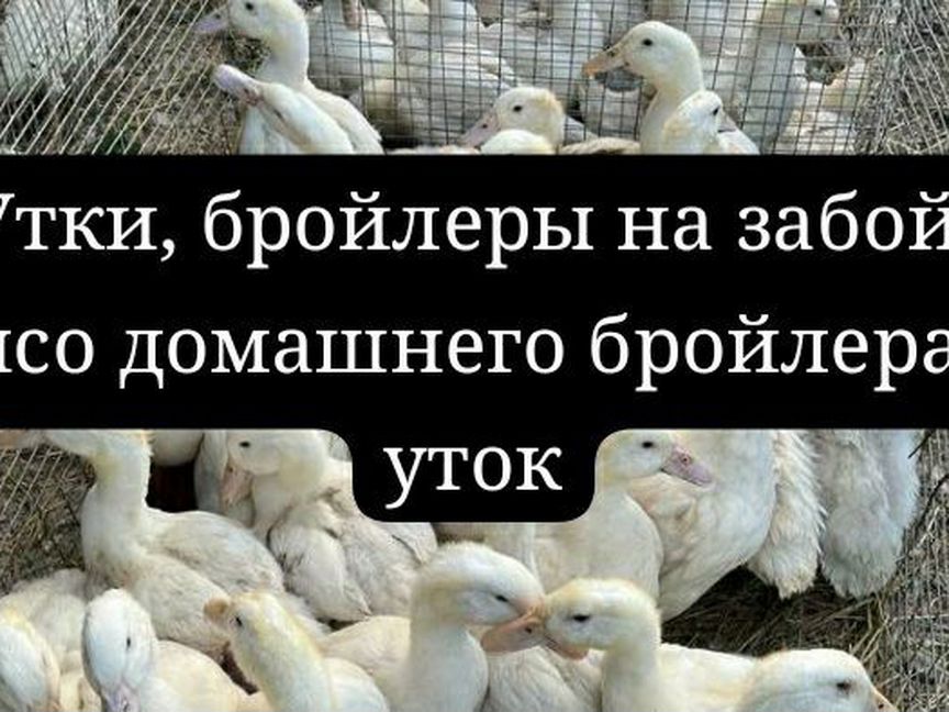 Утки, бройлеры