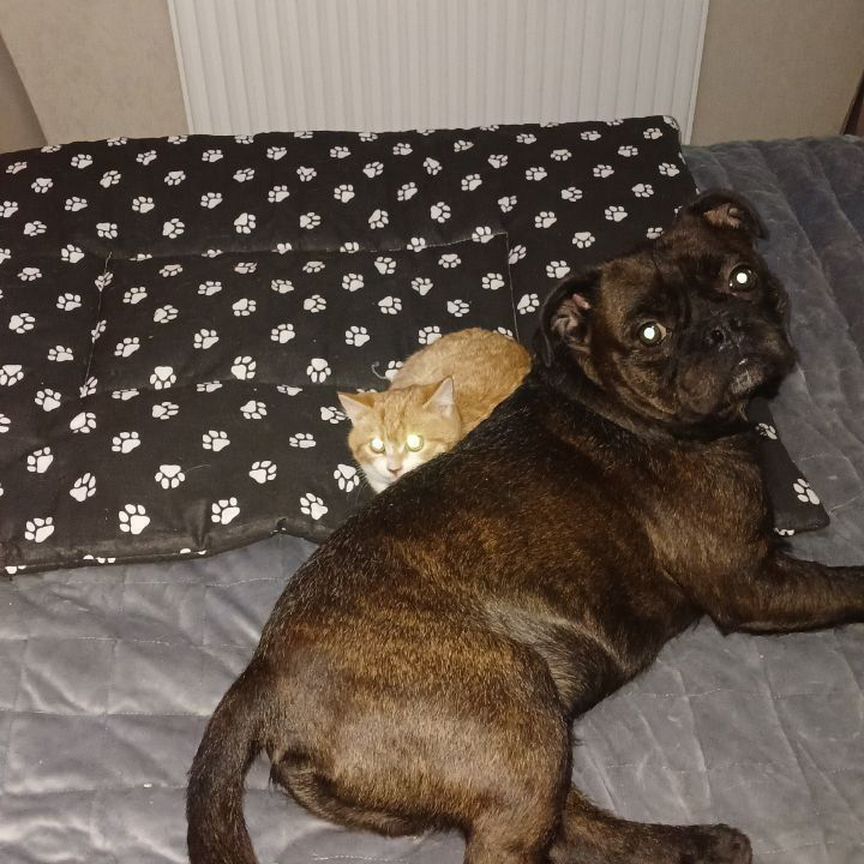 Взрослый пёс в добрые руки