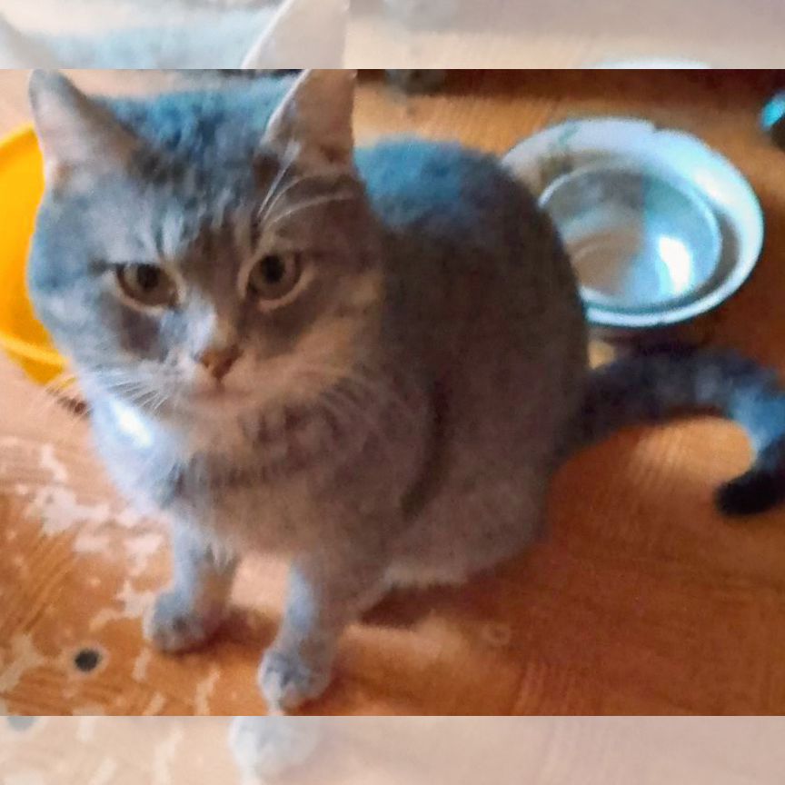 Отдам кота и кошечку в добрые руки
