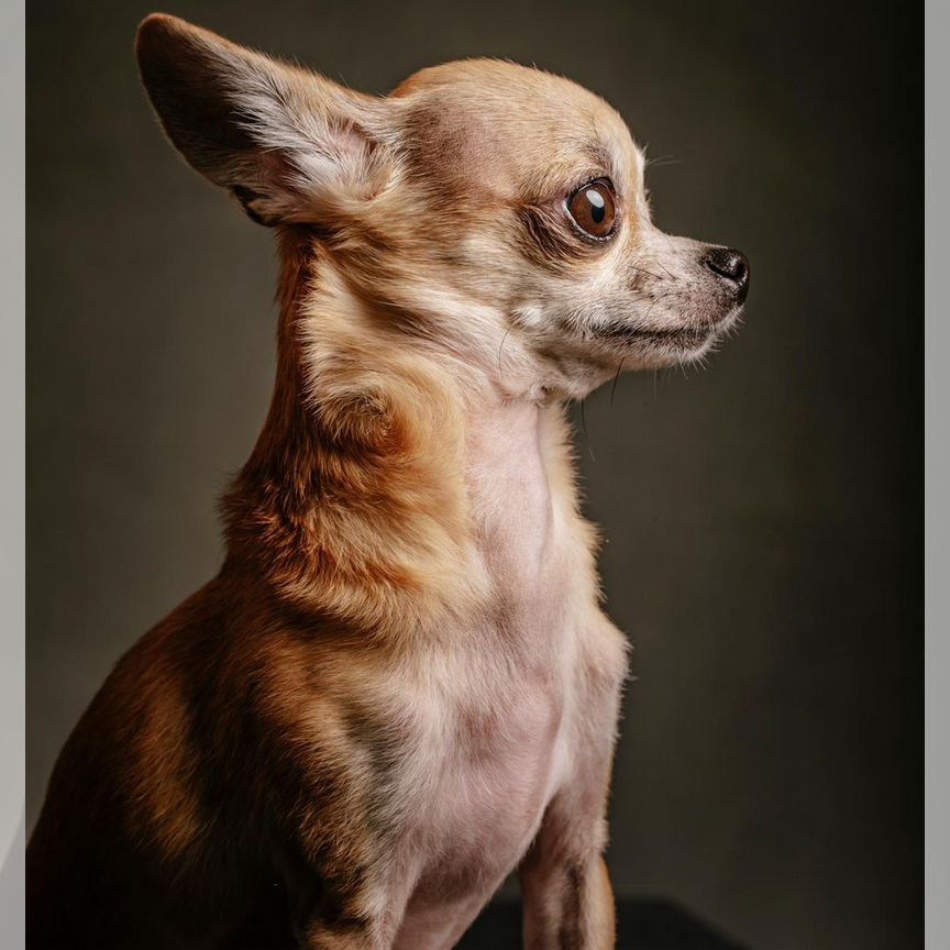 Чихуахуа, взрослая собака