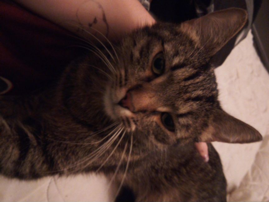 Кот