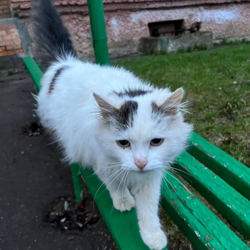 Взрослая, кошка в добрые руки