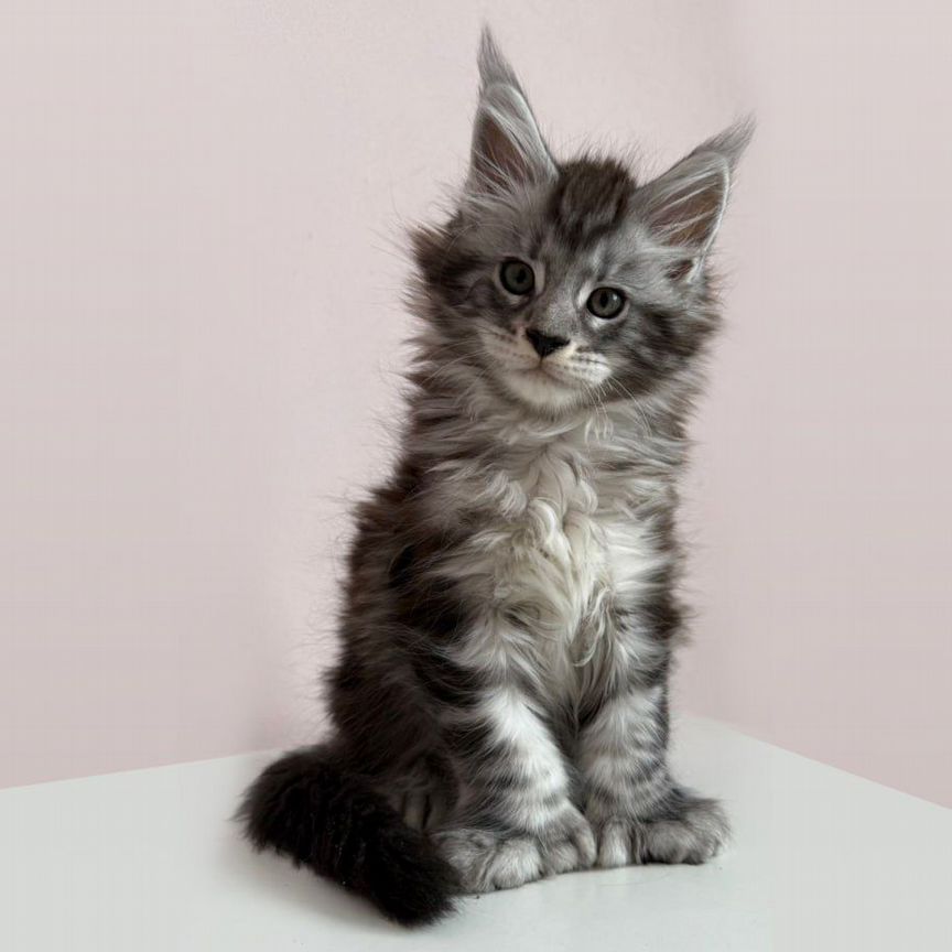 Котенок мейн кун полидакт