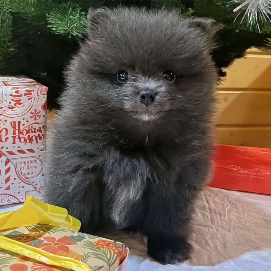 Померанский шпиц, щенок