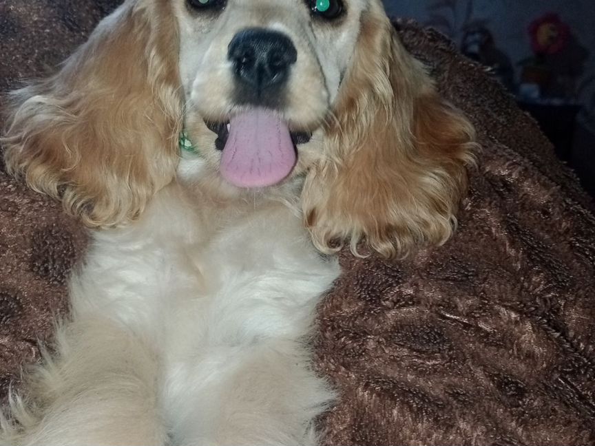 Кокер спаниель девочка американский