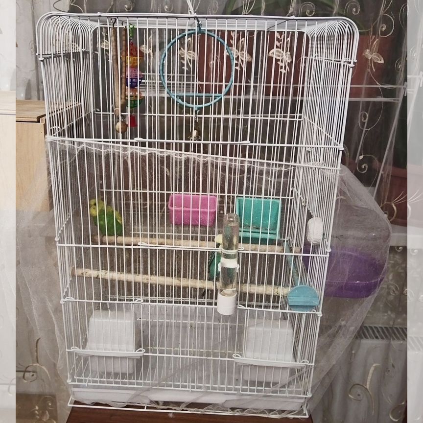 Волнистые попугаи с клеткой