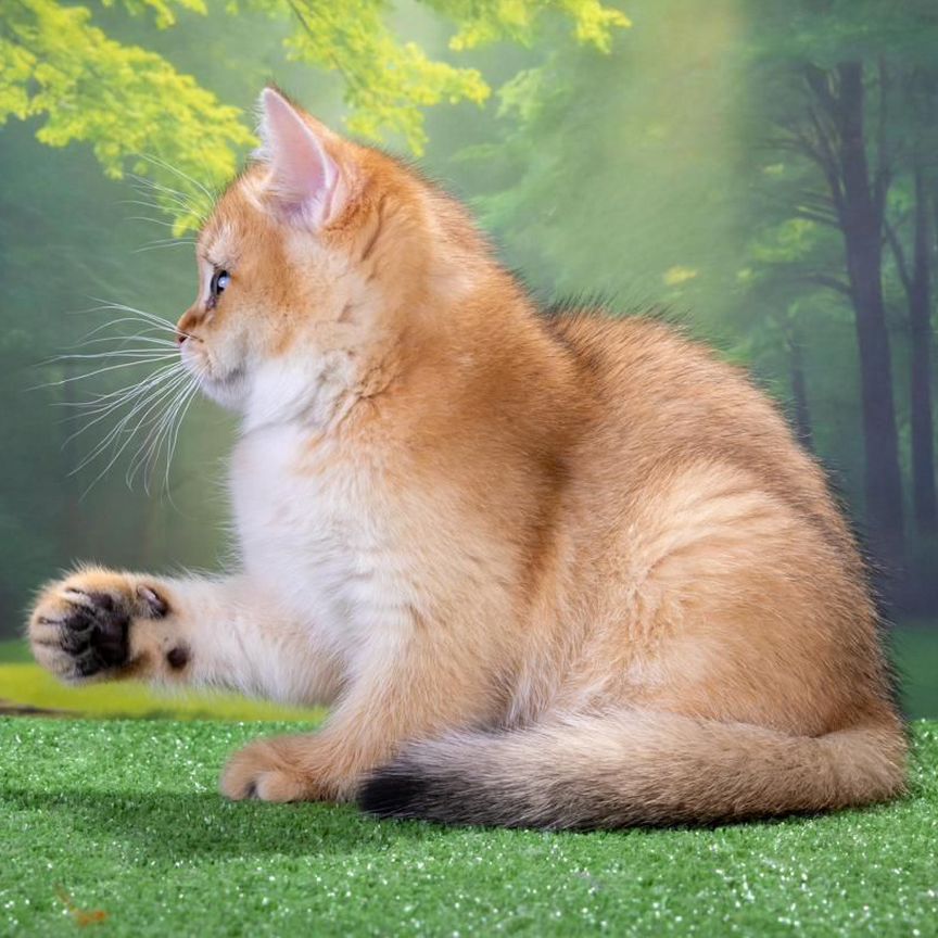 Британский короткошёрстный котёнок