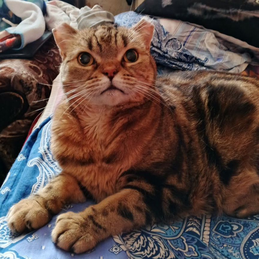 Британская короткошёрстная, взрослая кошка