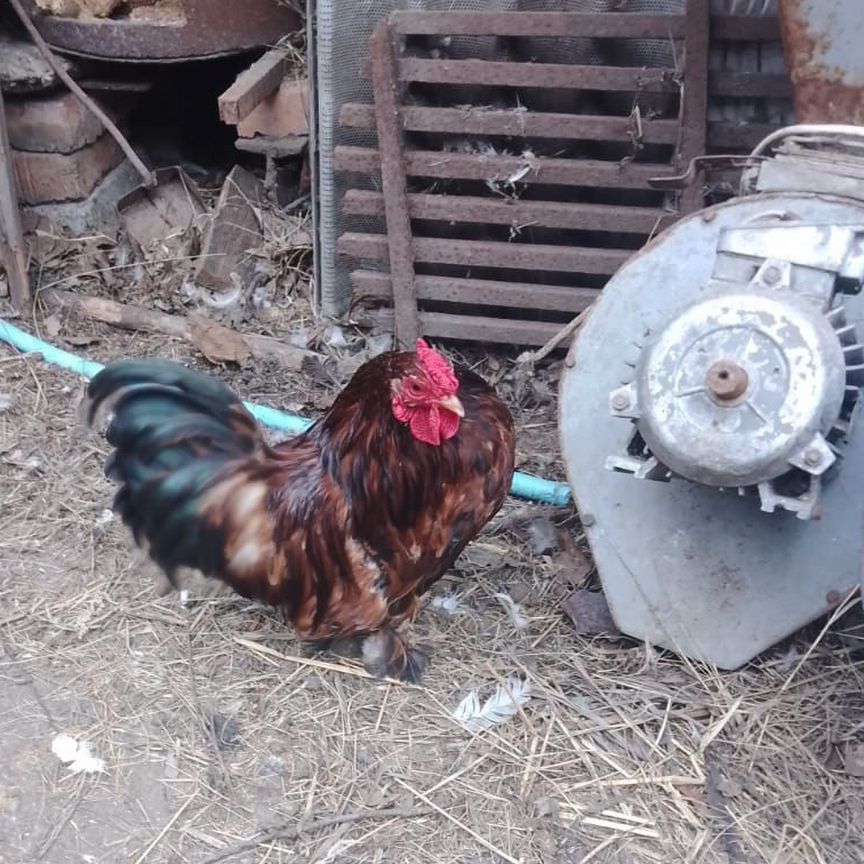 Декоративный петушок